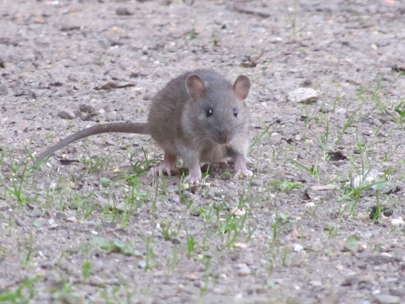 Naturaleza y Medio Ambiente: Rata campestre