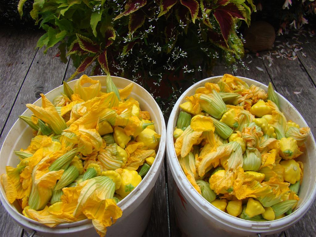 "KDOR ZASEJE VRT, ZASEJE LJUBEZEN": Patišoni spet in spet