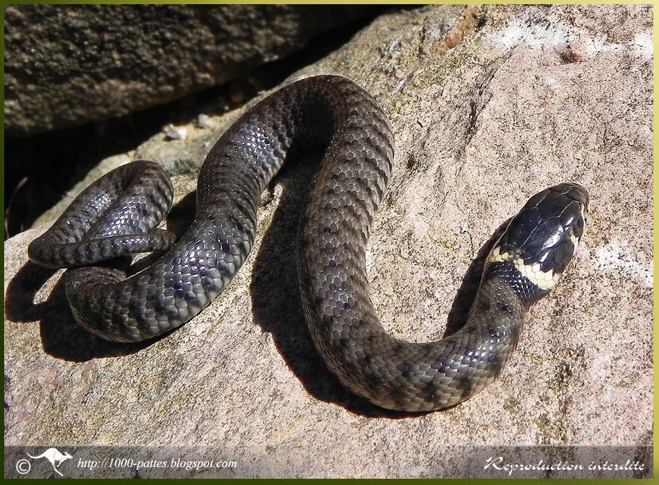 WILDLIFE GATEWAY: La Couleuvre à collier
