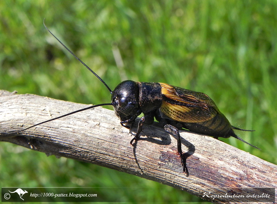 WILDLIFE GATEWAY: Le grillon champêtre