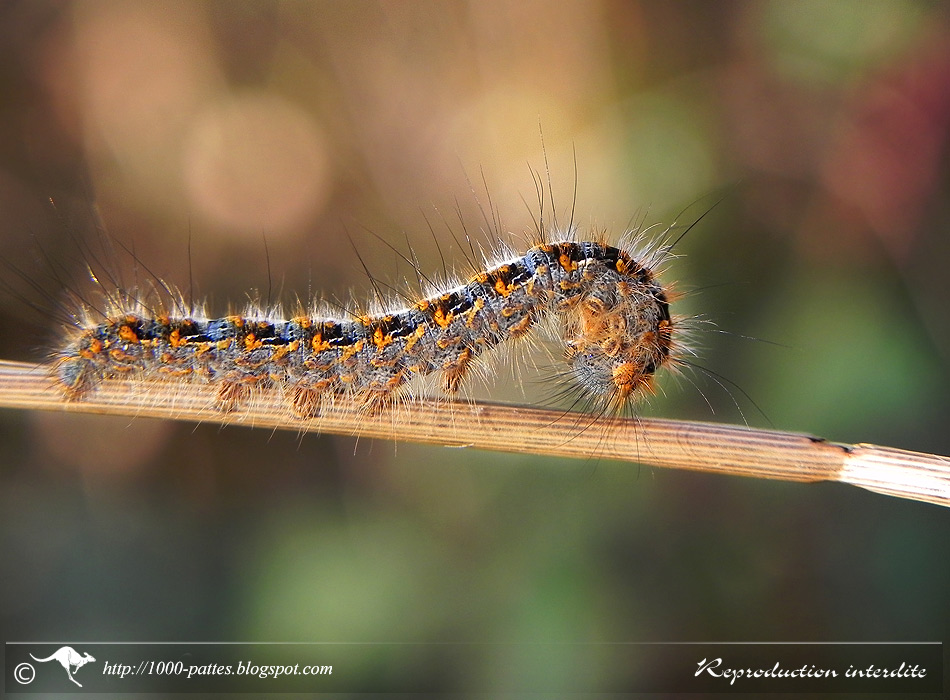 WILDLIFE GATEWAY: Bombyx du Chêne et sa Chenille