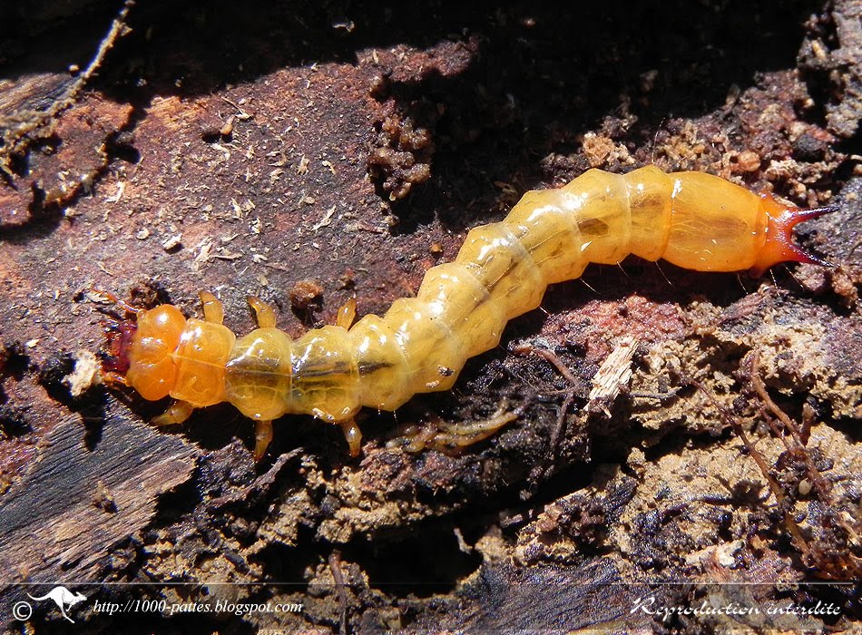 WILDLIFE GATEWAY: Pyrochre serraticornis