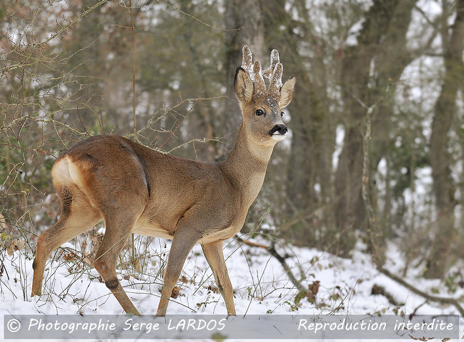 WILDLIFE GATEWAY: Les Chevreuils de Serge Lardos