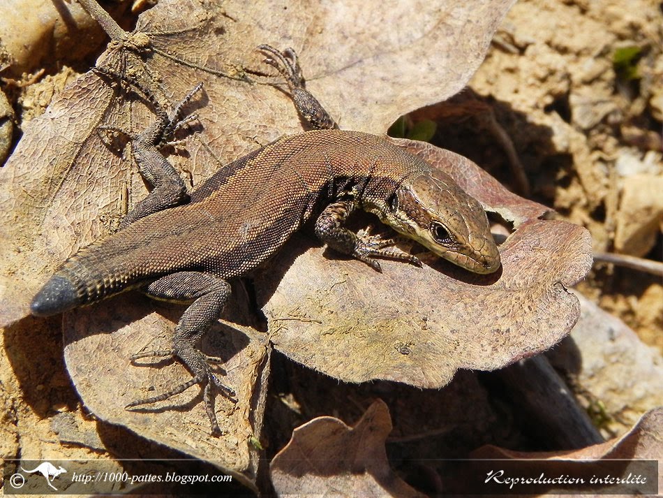 WILDLIFE GATEWAY: Petit lézard des murailles....