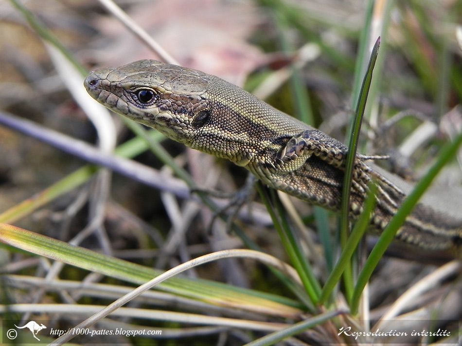 WILDLIFE GATEWAY: Petit lézard des murailles....