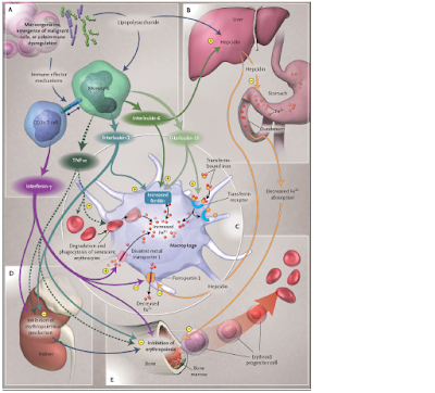 Phimaimedicine: 18. Anemia of chronic renal failure