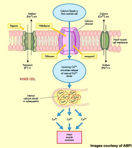 Phimaimedicine: 877. Dihydropyridine and non dihydropyridine of calcium ...
