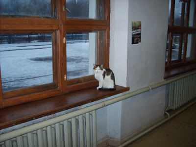Homeless Cats - Russia