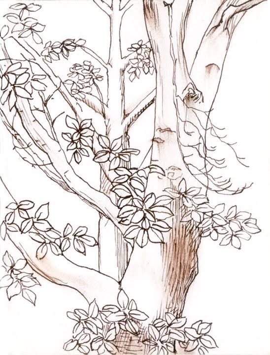 Orange explains it all: tree sketches