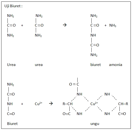 UJI PROTEIN (UJI BIURET) - BELAJAR KIMIA