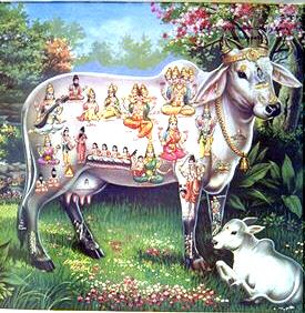 La India : La vaca sagrada de la India