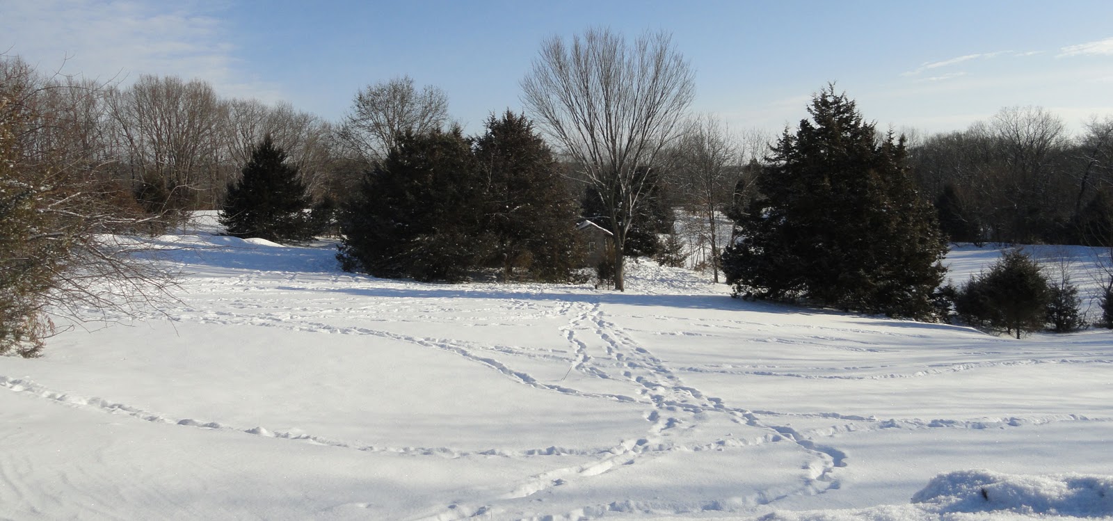 Mustang Dreams....: Tracks in the snow ......a story without words...