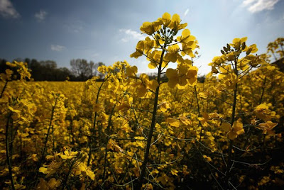 white 1: Rapeseed: The Emblem of Subsistence