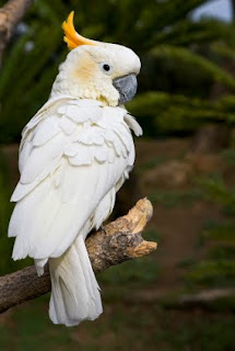 PurerAir.com: Parrot Dust Air Cleaner