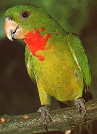 PurerAir.com: Red Throated Conure—3 Tips for Care