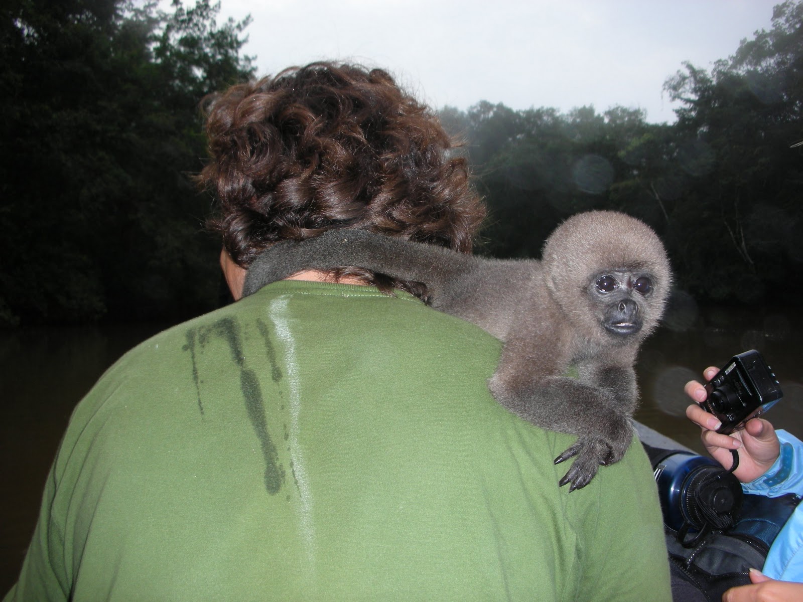 Know the Place: The baby monkey that peed on me in the Cuyabeno jungle ...