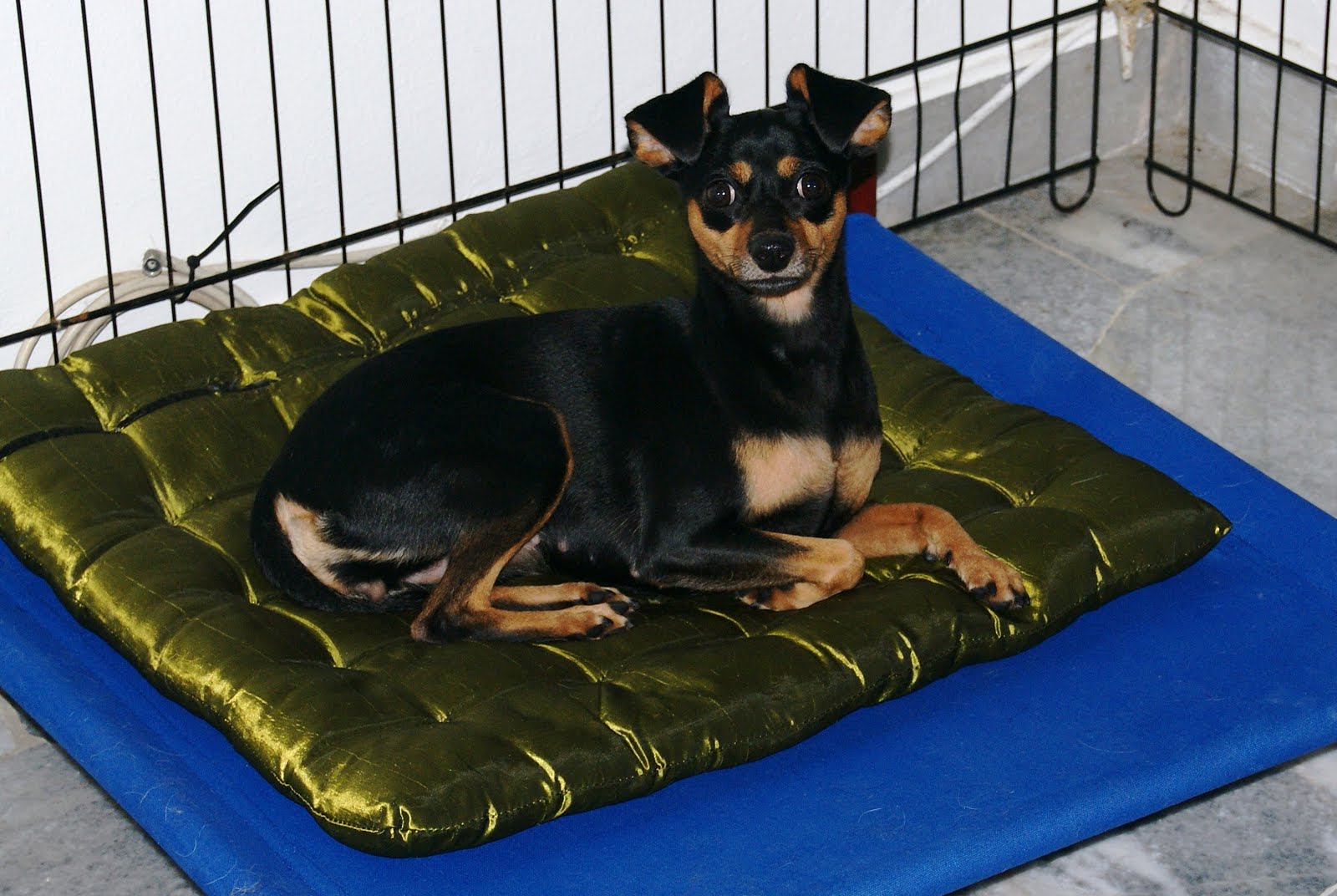 HAPPY FURRY HOUSE: Minnie - Miniature Pincher