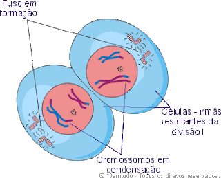 Biologia em Foco: Prófase