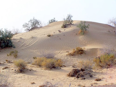 WELCOME TO MY WORLD: Cholistan (Rohi): Part of Great Desert Called ...