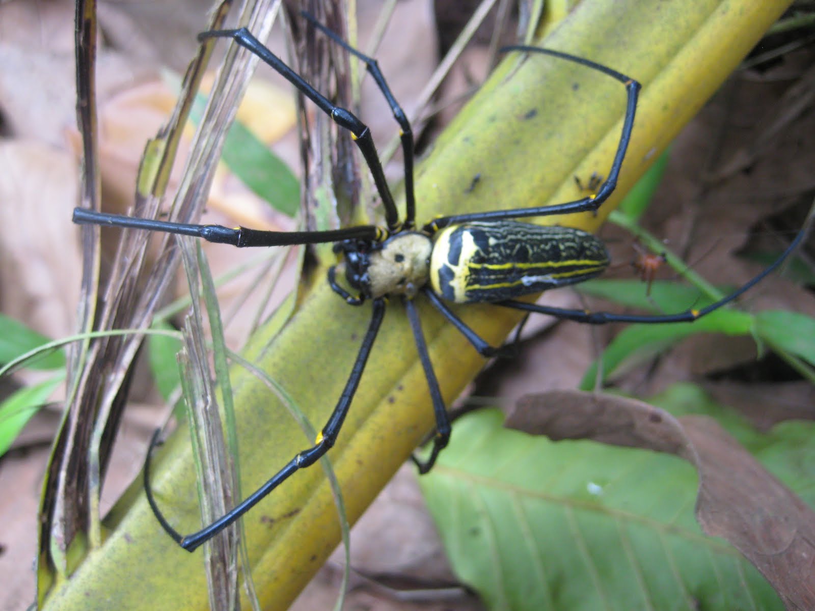 S.M.R.: Really, really gross spiders -- they live just at the level of ...