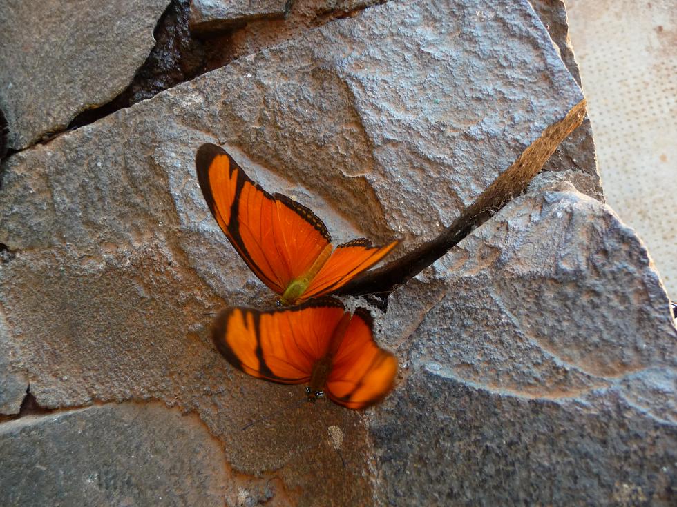 Someone Else's Perspective: Butterfly Bites