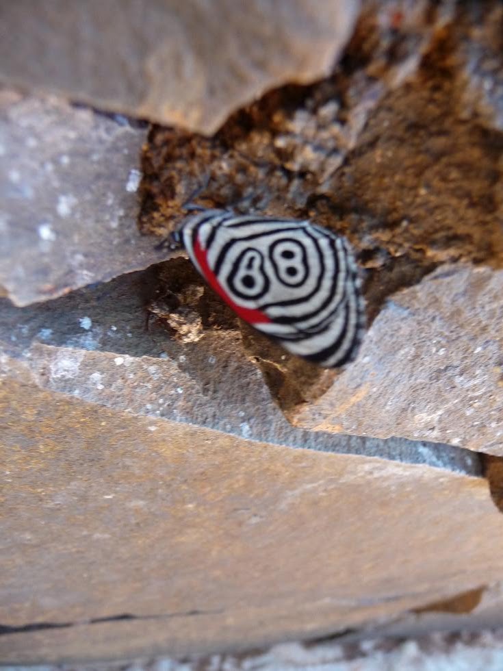Someone Else's Perspective: Butterfly Bites