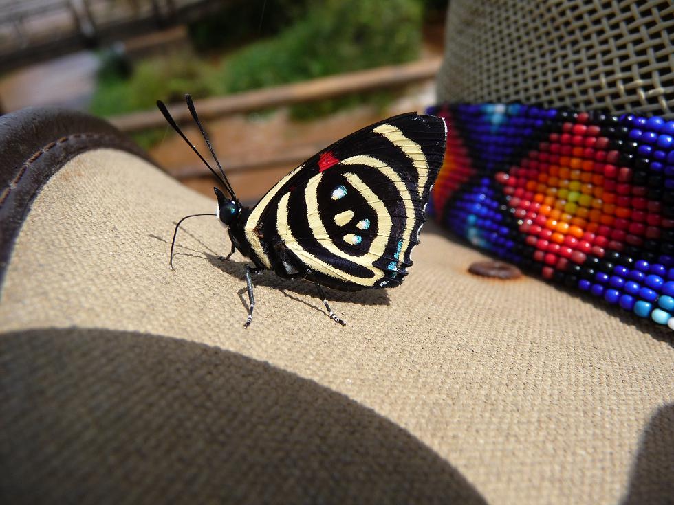 Someone Else's Perspective: Butterfly Bites