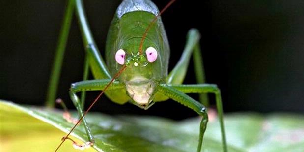 Katak Mancung dan Belalang Hijau Ditemukan Di Papua Niugini - Tahukah ...