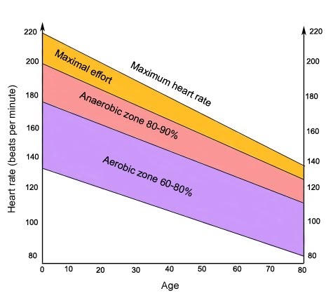 A Graph A Day: Heartrate Graph