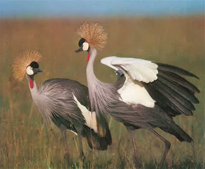 Todas las aves: Las aves Gruiformes