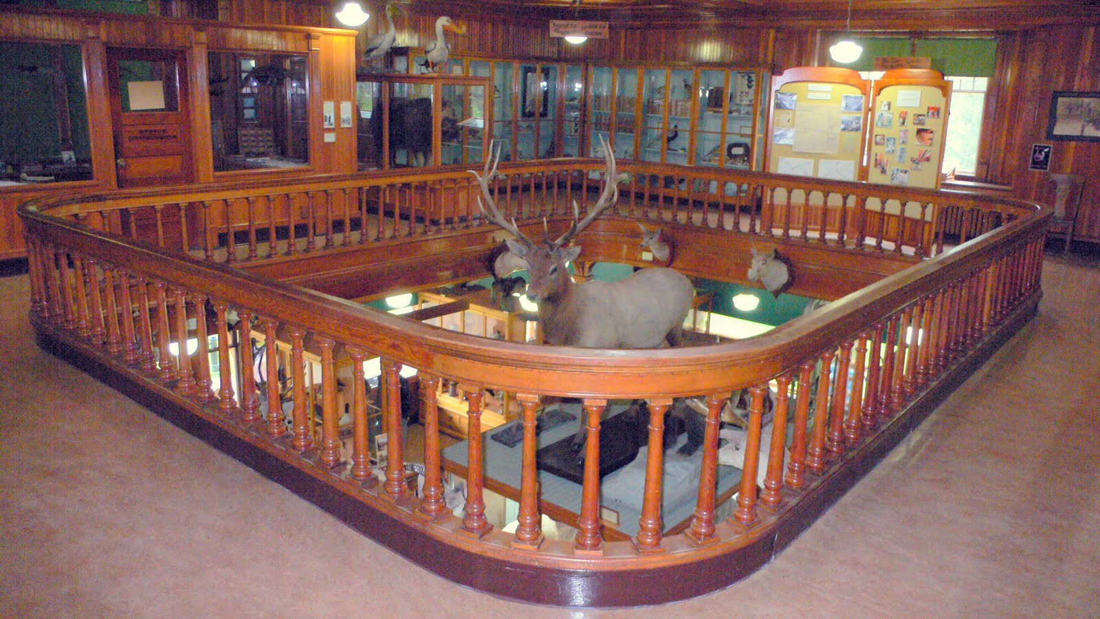 Musings on Public History: Banff Park Museum