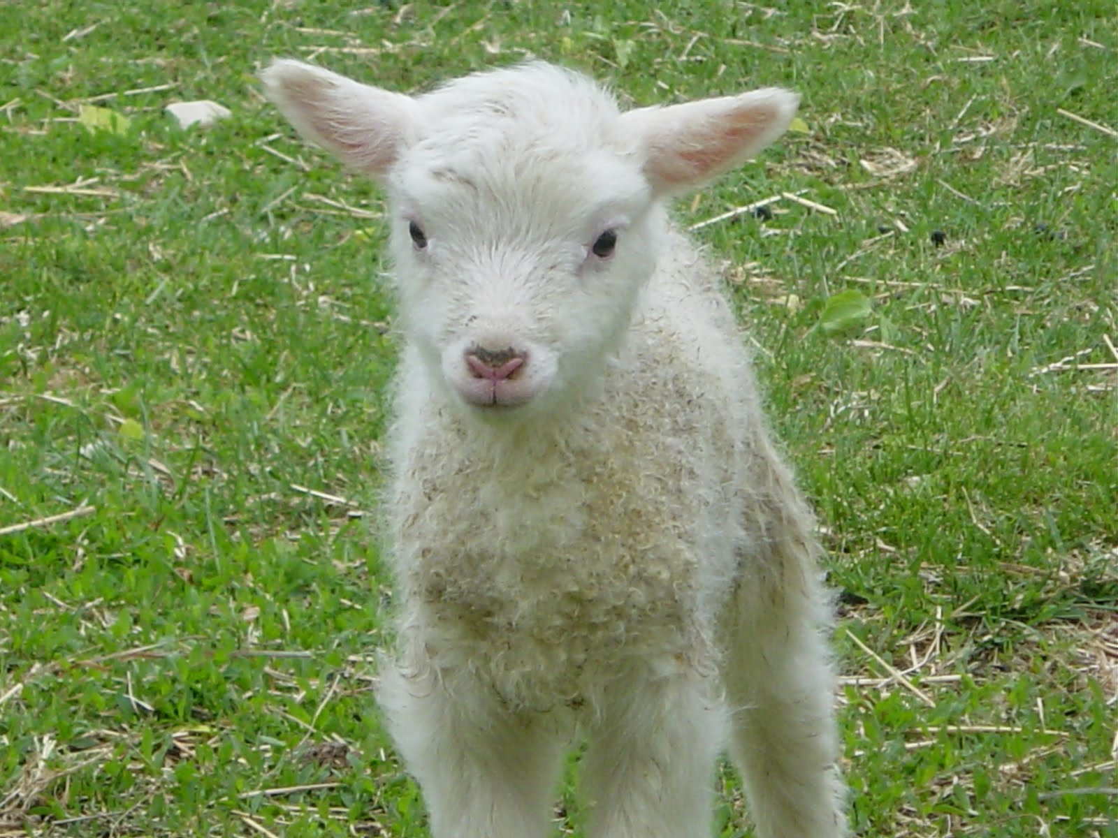 gnuhampshirefarm: More lambs