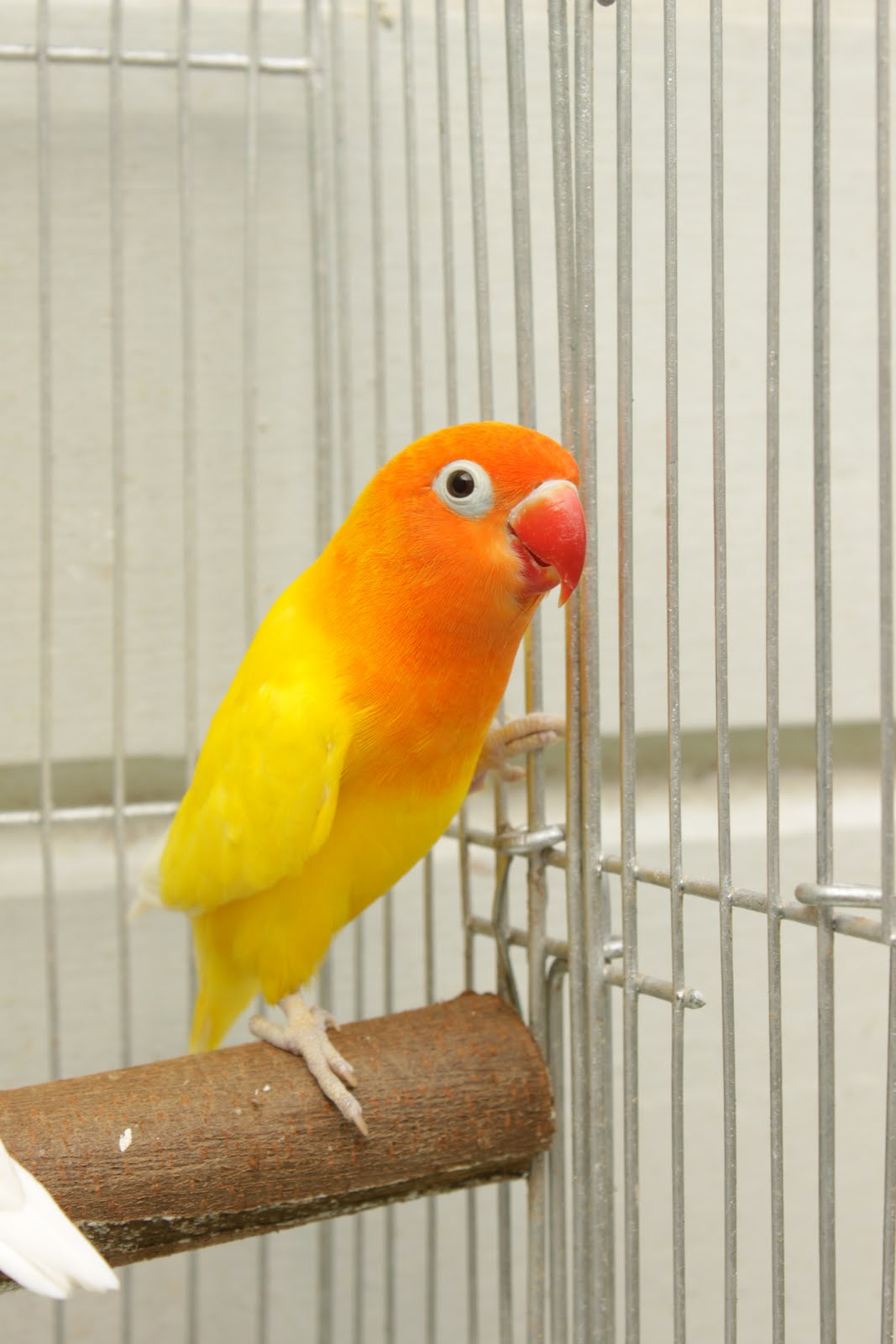 WattaBird! Breeding Bulls African LoveBirds