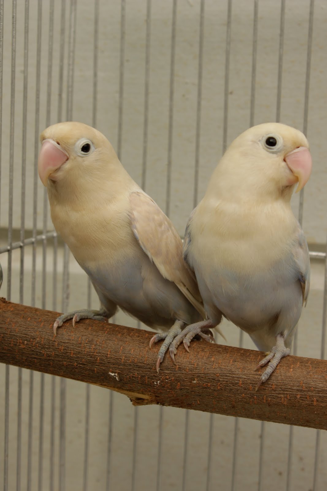 WattaBird! Breeding Pastel Fischer African LoveBirds