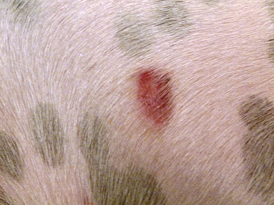 K9 MRSA INFECTION: THE MRSA INFECTION