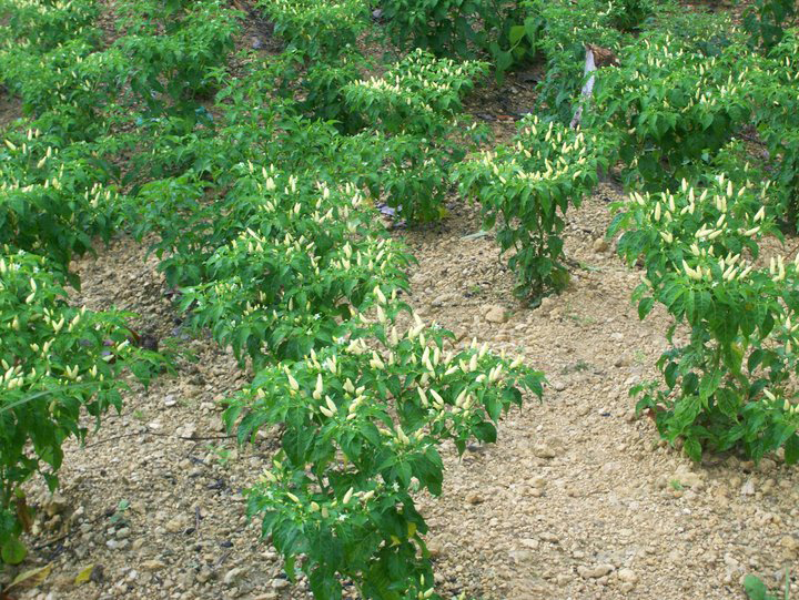 The Nature's Market: Philippine Chili Peppers (Tagalog-Siling Labuyo ...