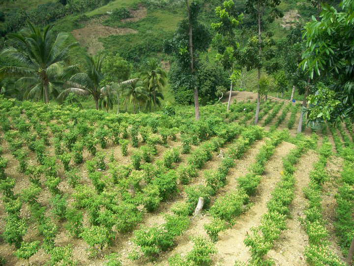 The Nature's Market: Philippine Chili Peppers (Tagalog-Siling Labuyo ...