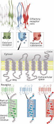 The Organization Of The Olfactory System: Odorant Receptors & The ...
