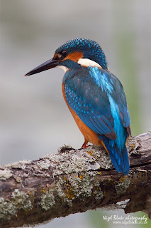 Nigel Blake nature photography: Kingfisher.