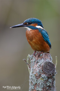 Nigel Blake nature photography: Kingfisher.