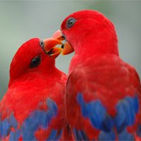 The Animals Love Wallpapers And Photos, Collections - Awesome Wallpaper