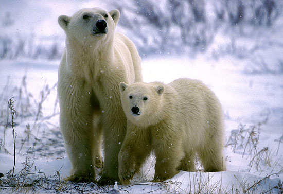 Naturaleza: OSO POLAR