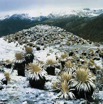 CONOCE A MERIDA RUTA DEL PARAMO ANDINO: RUTA PARAMO ANDINO