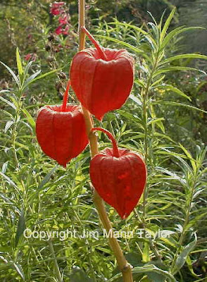Christy's Garden: Physalis alkekengi var. franchetti (Chinese Lantern ...