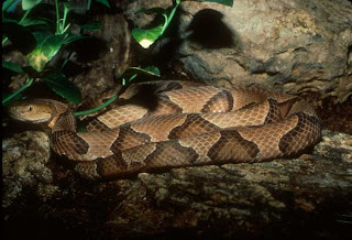 Beautiful Butterfly, a Snake Skin Texture,and Unique Wildlife: The ...