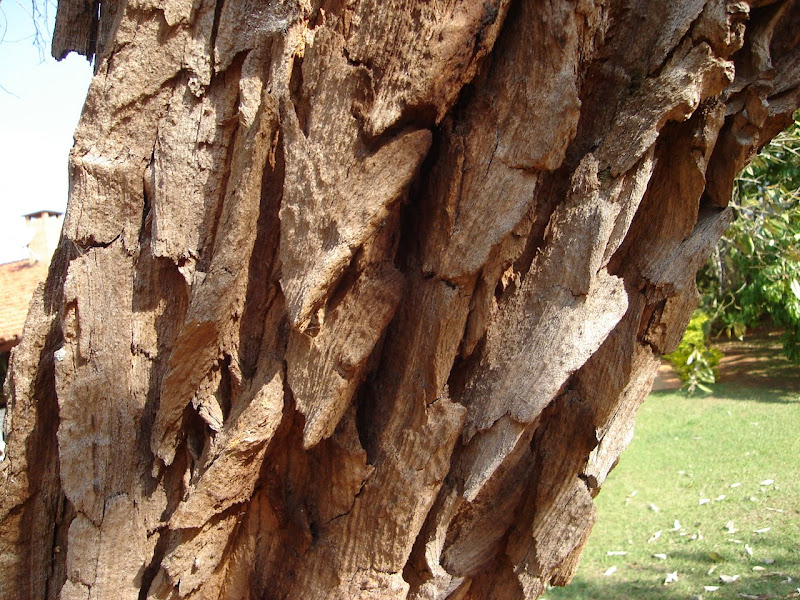 LEAVES OF GRASS: CERRADO'S TREE - ÁRVORE DO CERRADO