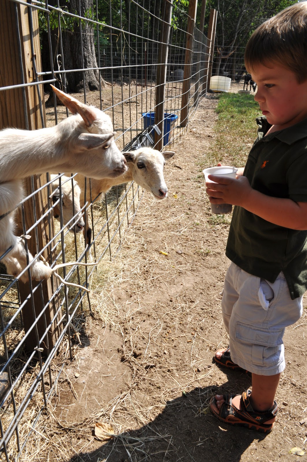 ☮ur Tribe: Purdy's Petting Zoo