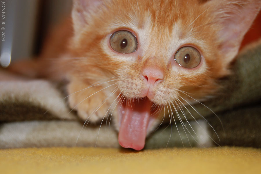 This is Embarrassing :( (Video) ~ PAWsome Cats