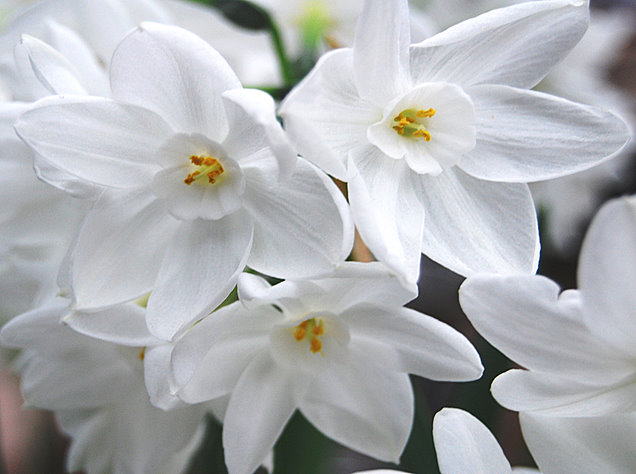 Brabourne Farm: Love .... White Flowers