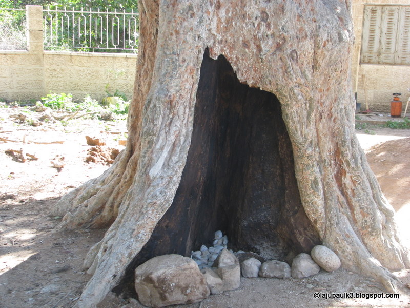 THROUGH THE LAND OF ISRAEL III: The Traditional Sycamore Tree of ...